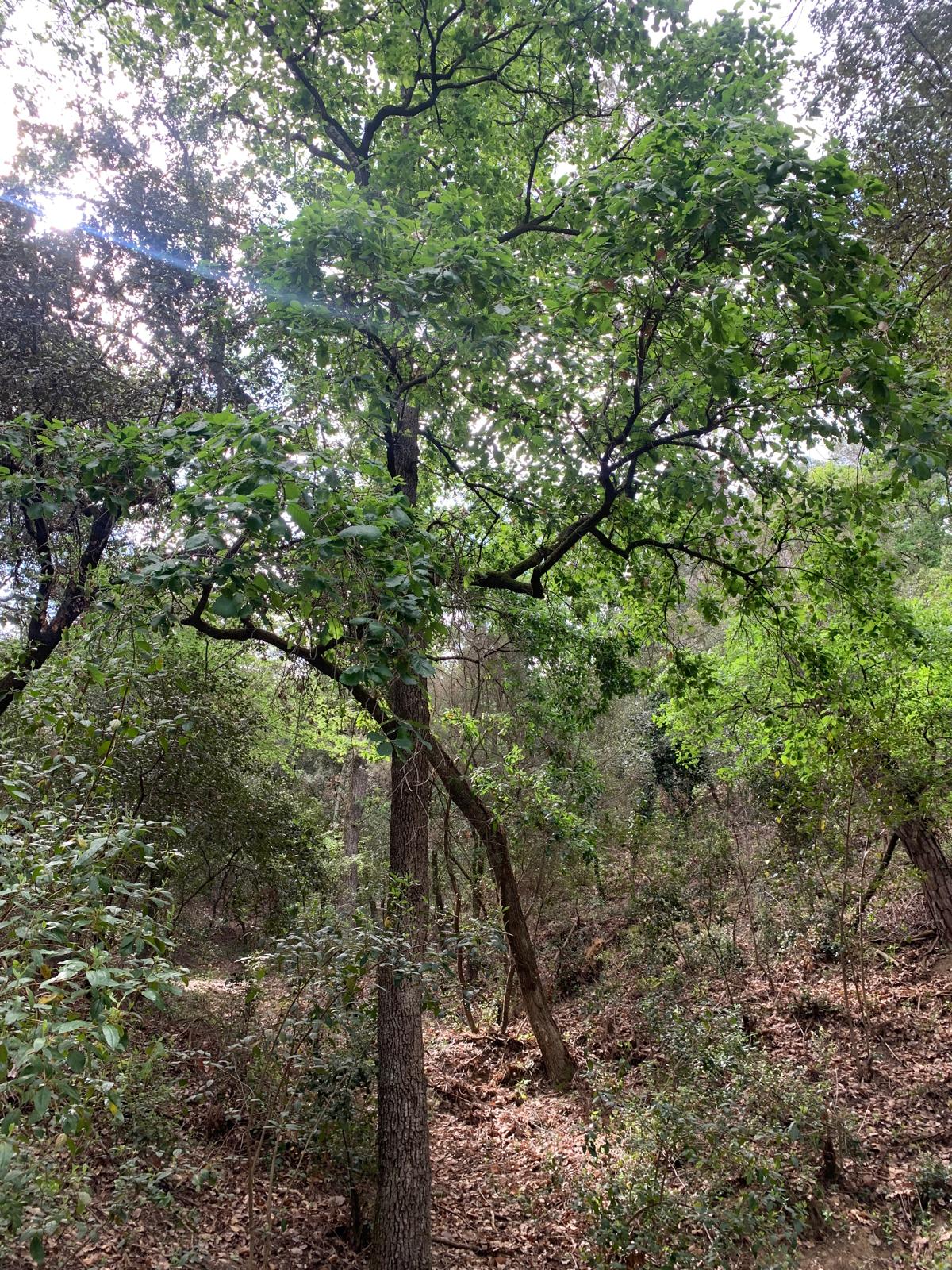 NUEVO PROYECTO "Innovación en la cadena de valor (producción de semilla ...